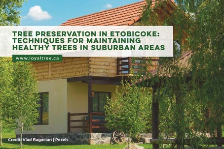 Tree Preservation In Etobicoke Techniques For Maintaining Healthy