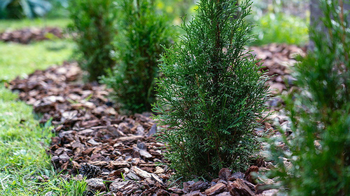 Preparing for the Cold Weather in Toronto: A Homeowner’s Guide - Loyal Tree